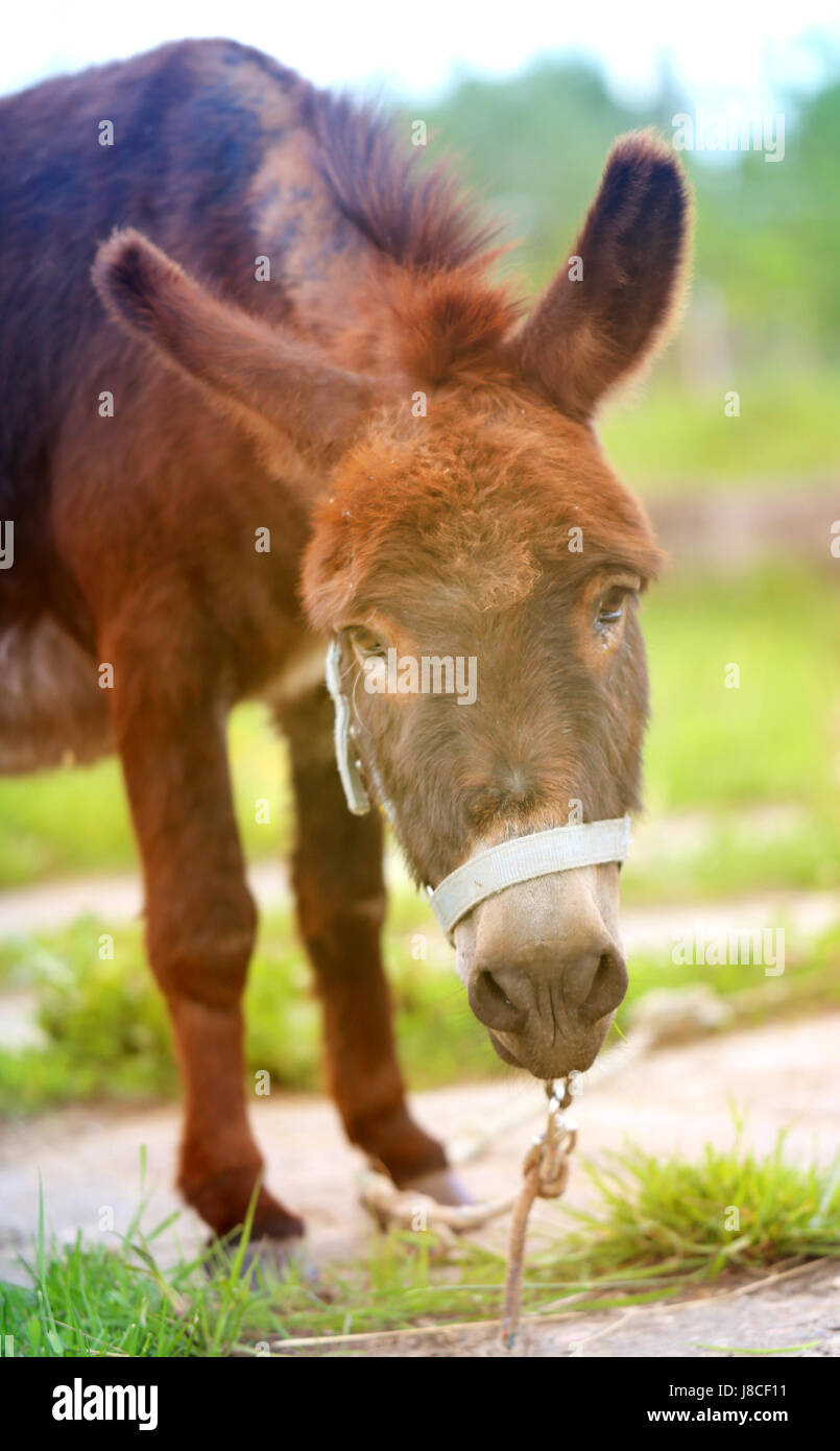 Donkey stands hi-res stock photography and images - Alamy