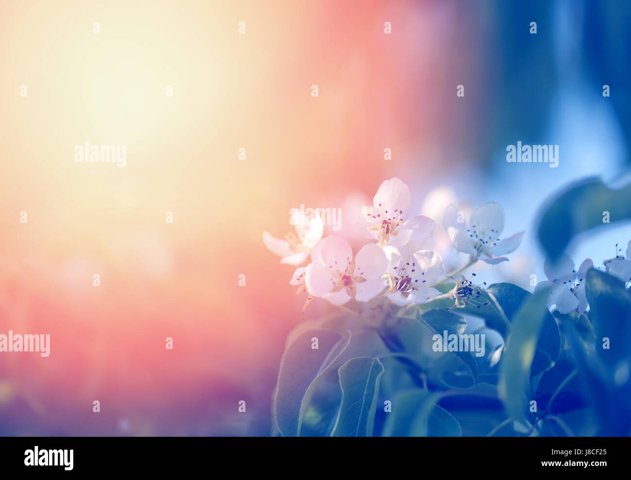 Spring Apple blossoms photographed closeup on a background of bright ...
