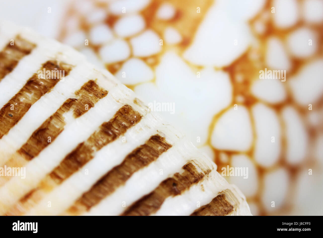 Sea shell macro close up abstract macro photo on a white background ...