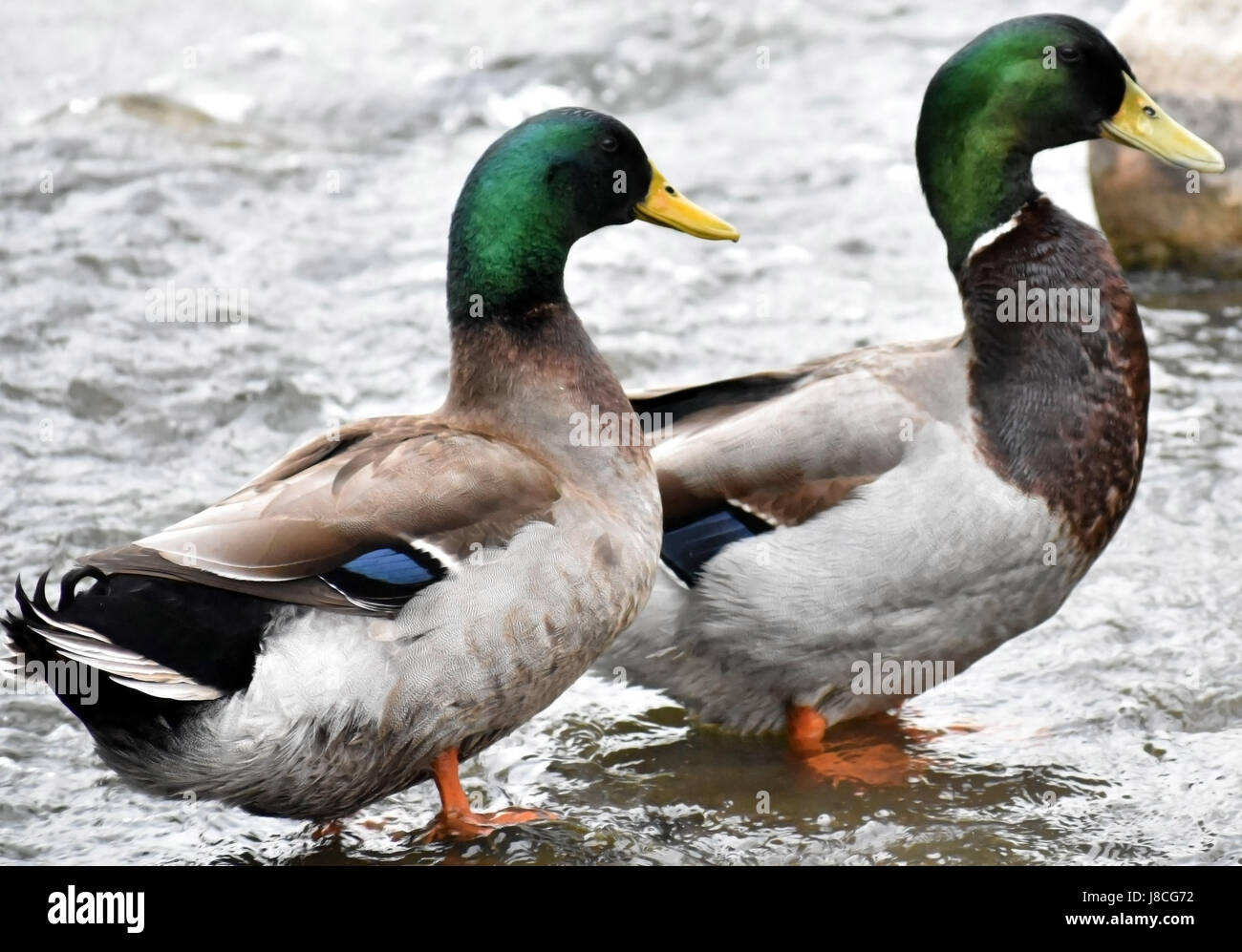 Ring neck ducks hi-res stock photography and images - Alamy