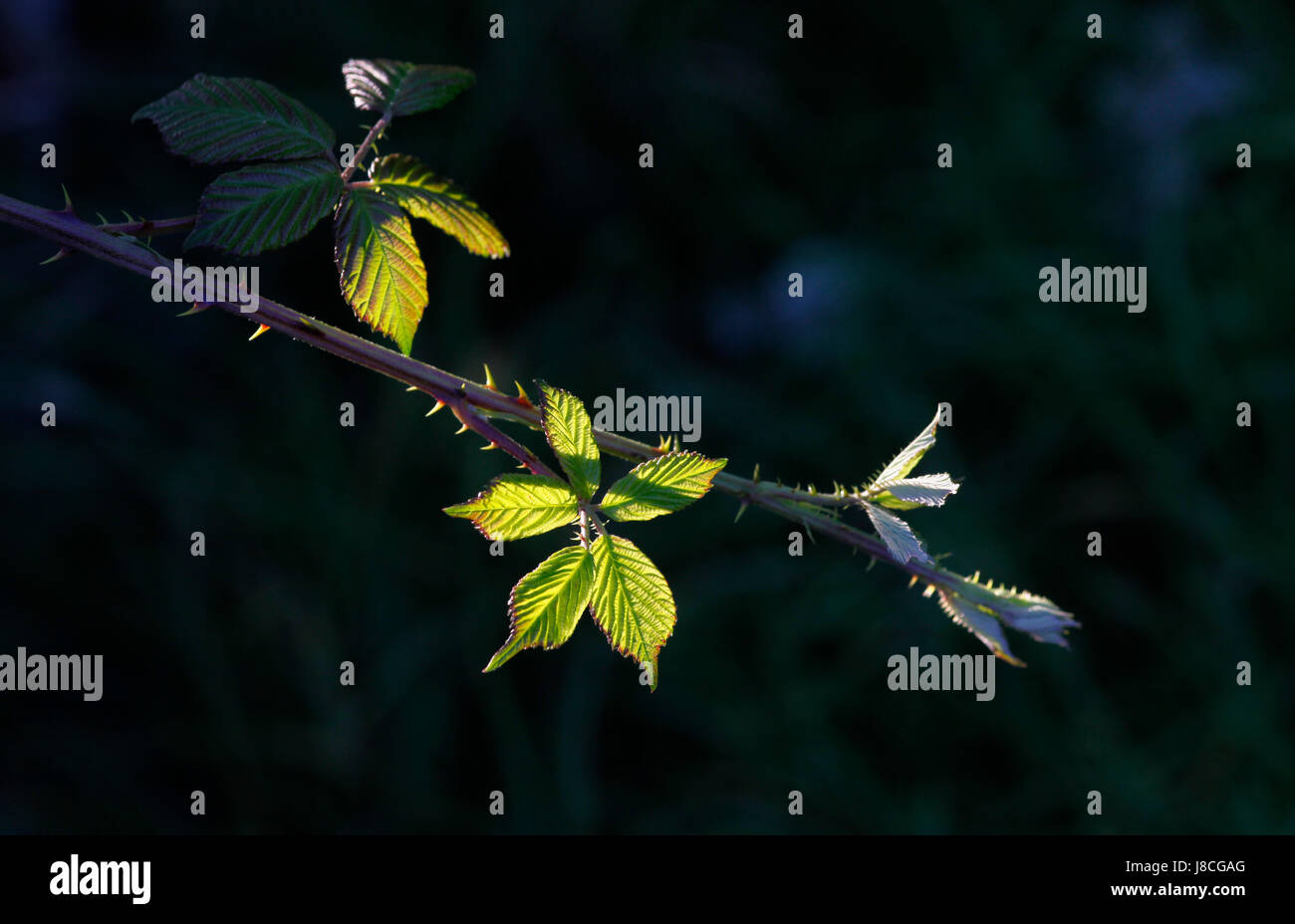 leaf, tree, trees, garden, green, spring, shines through, structures ...