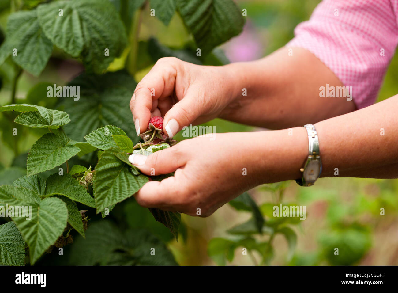 pick, garden, gardener, reap, gardens, raspberry, harvest, woman ...