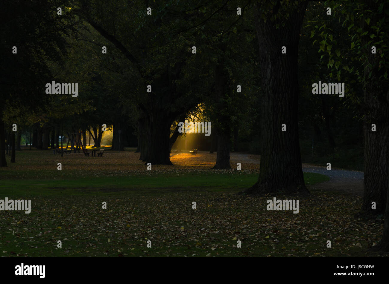 shine, shines, bright, lucent, light, serene, luminous, tree, sunbeams ...