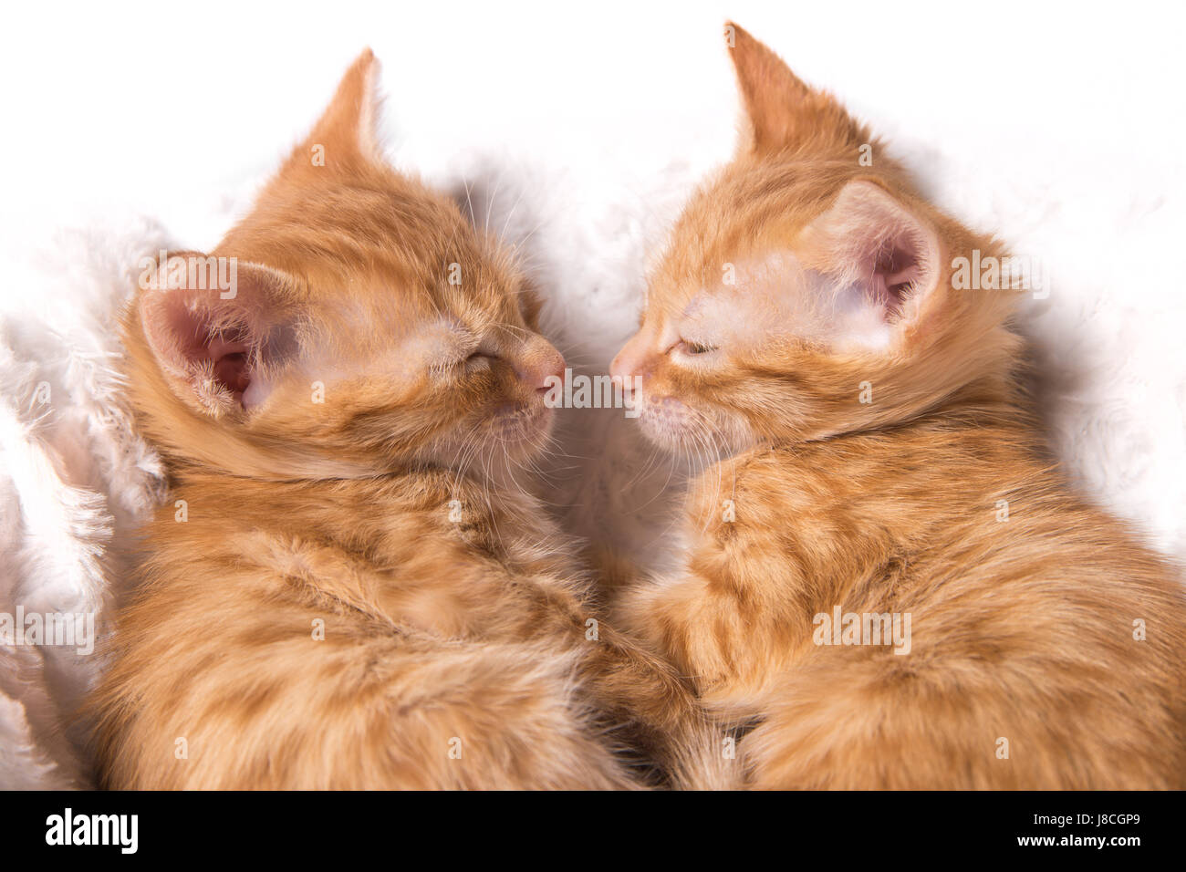 Orange Kittens Cuddling