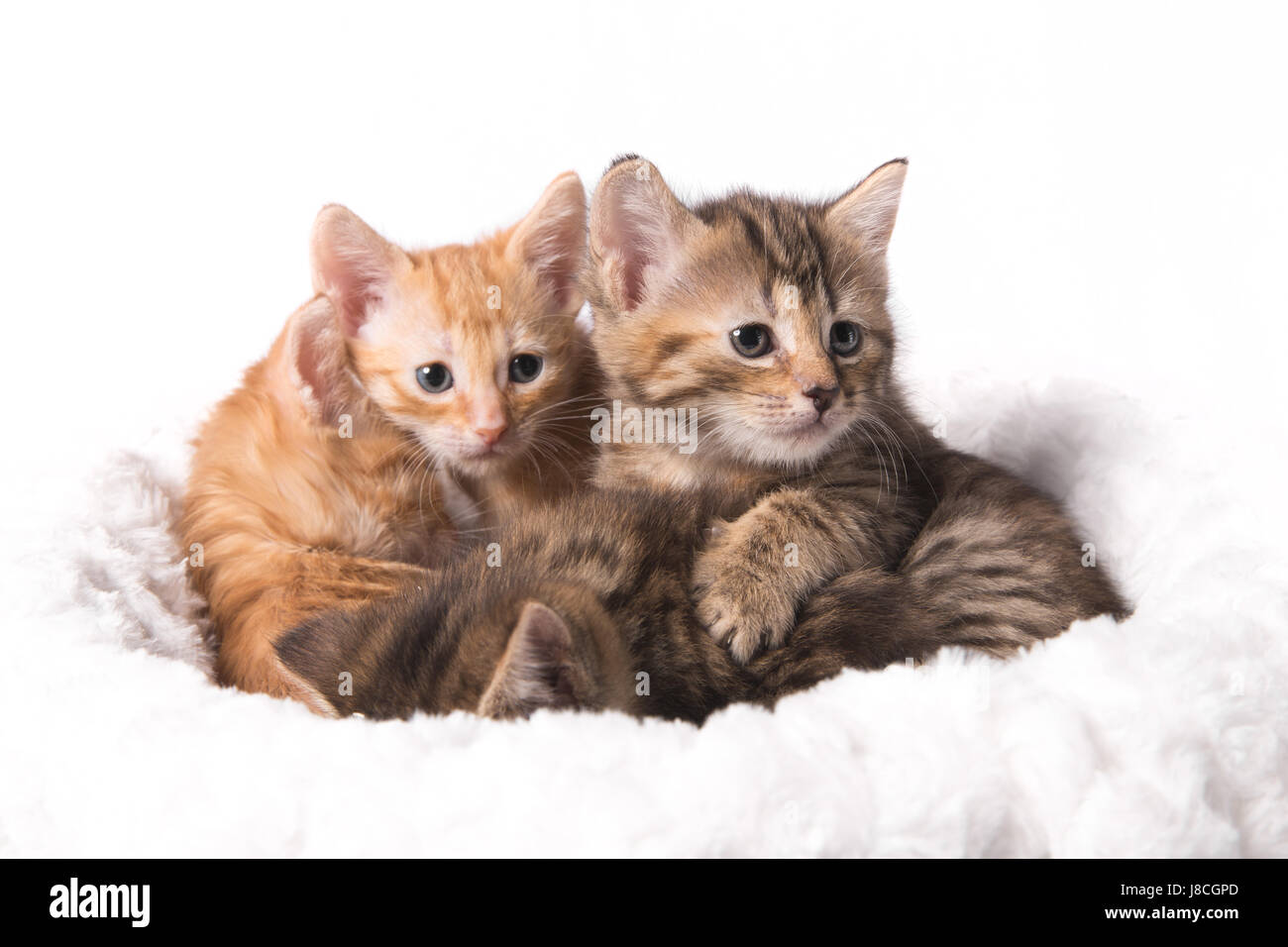 New kittens hi-res stock photography and images - Alamy