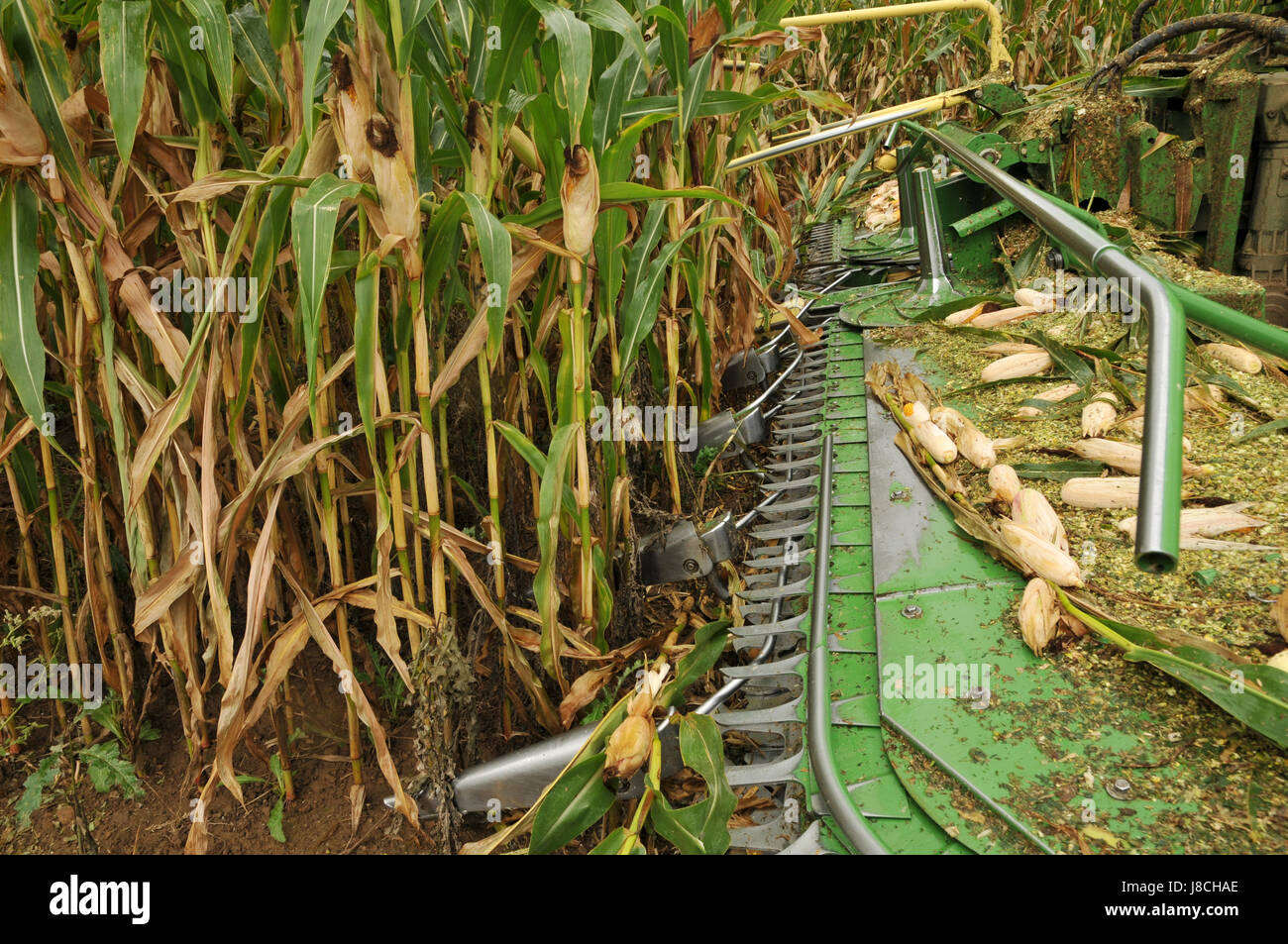 agriculture, farming, corn, cornfield, chopper, agriculture, farming ...