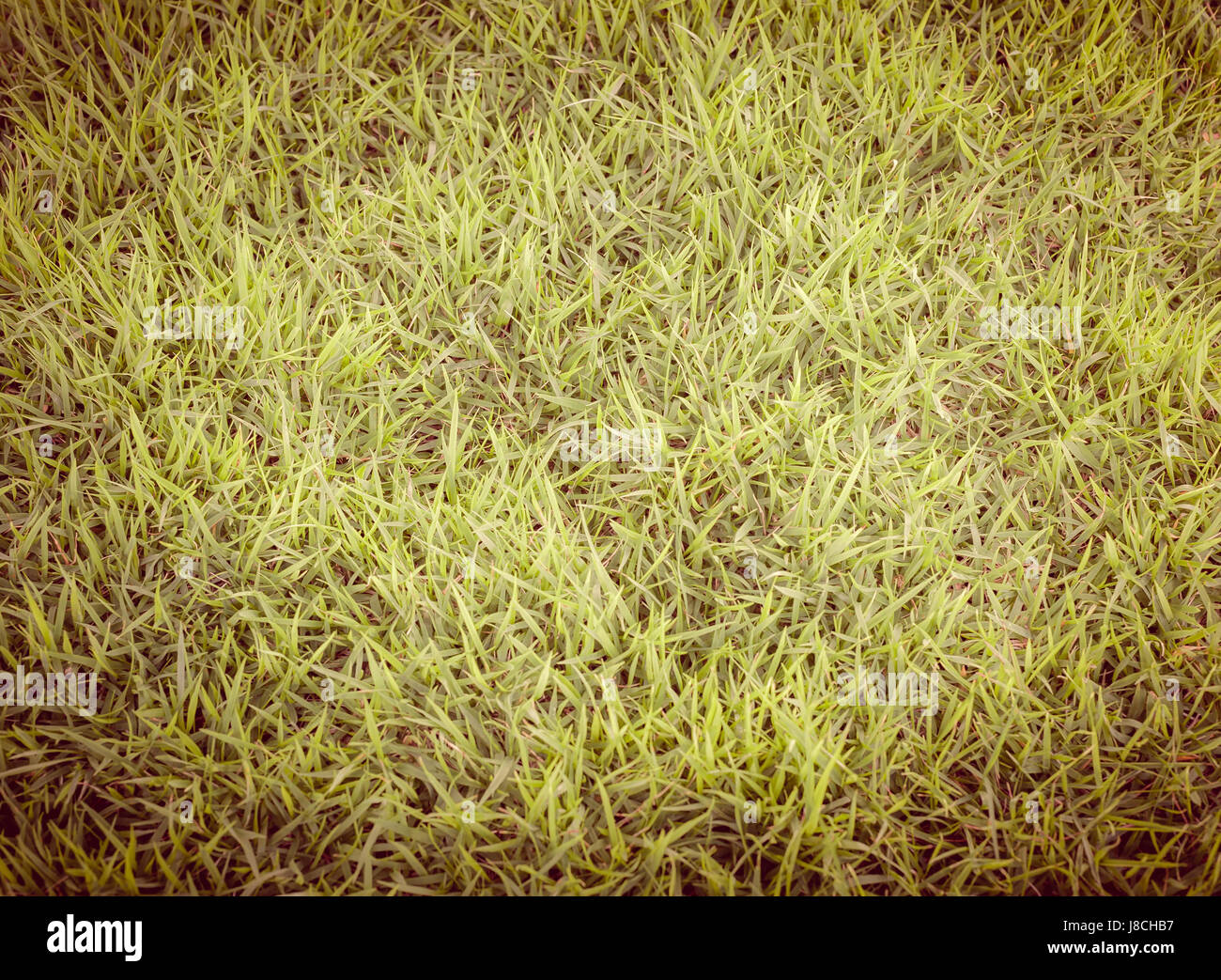 Green grass field background vintage, retro Stock Photo - Alamy