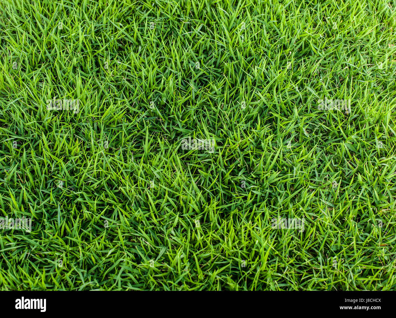 Green grass field Stock Photo - Alamy