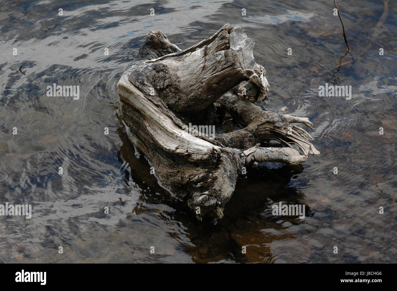 waters,wood,waves,branch,reflection,root,fresh water,lake,inland water ...