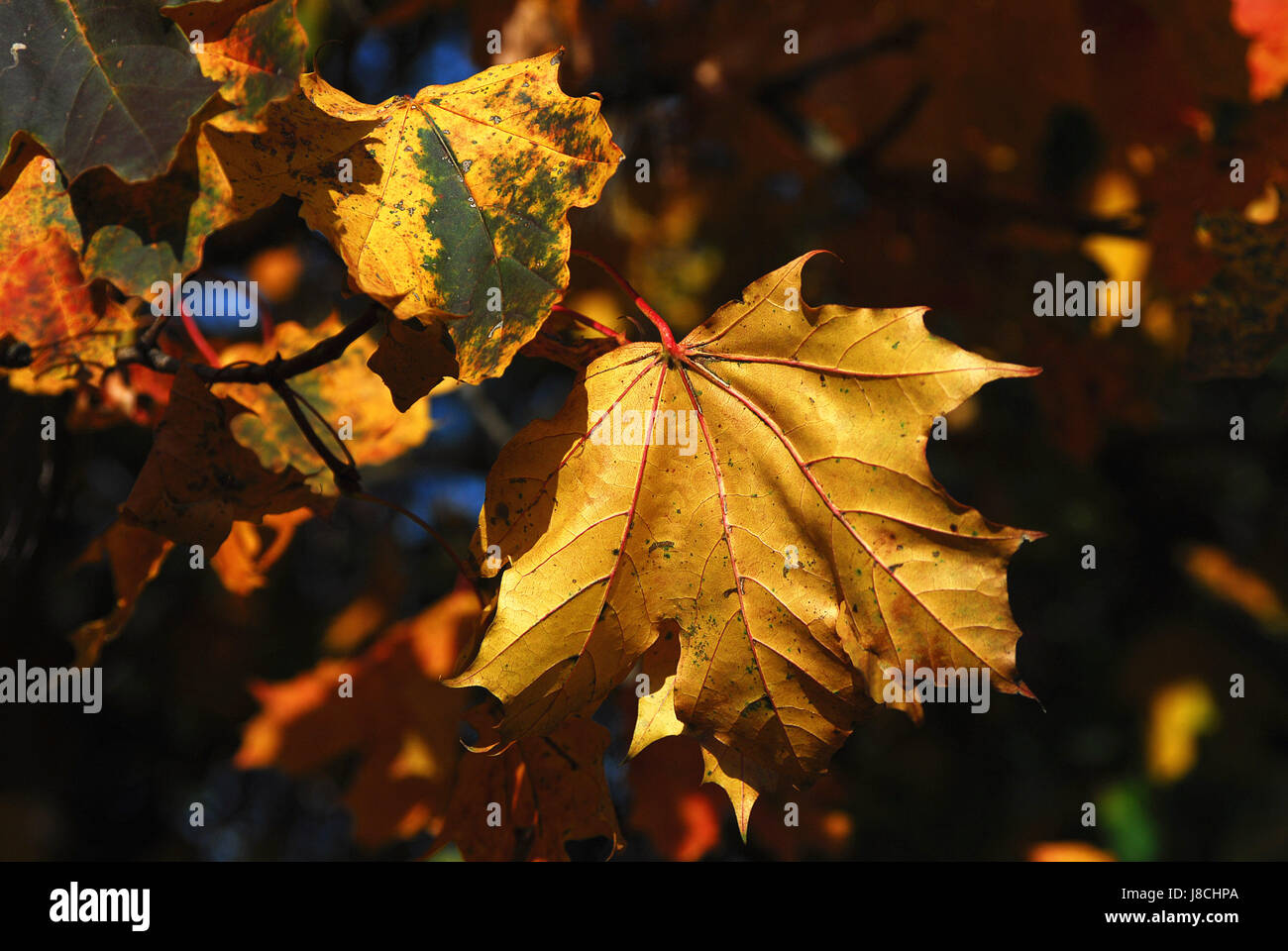 tree, leaves, colour, season, colors, colours, foliage, nature, fall ...