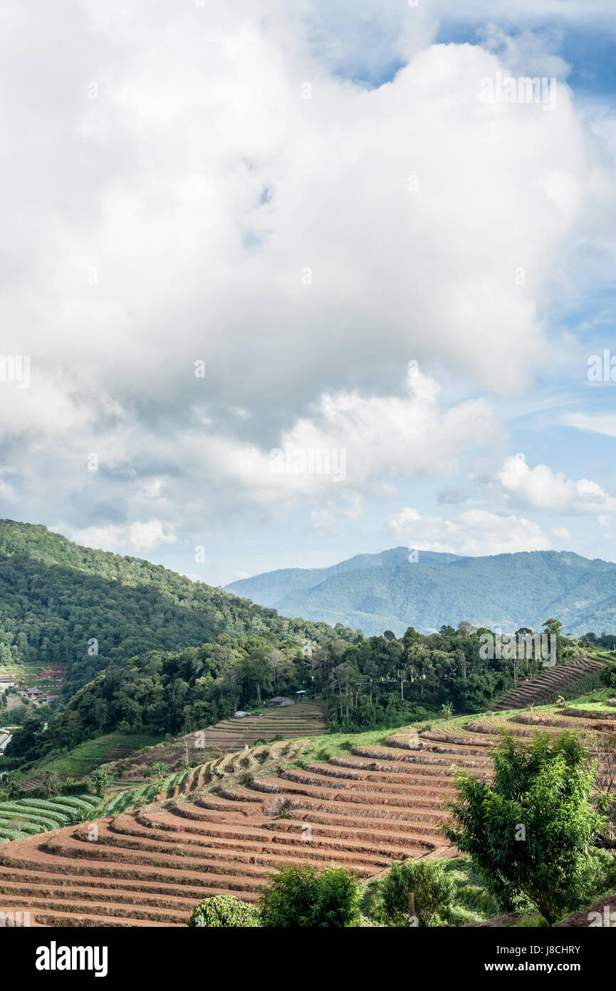 cabbage field in Mon Cham (Mon Jam) mountain, famous travel location in ...