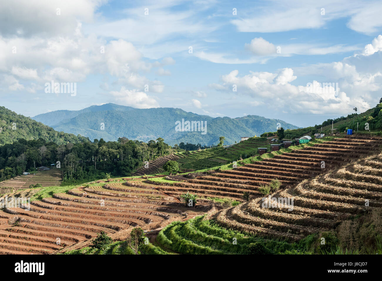 cabbage field in Mon Cham (Mon Jam) mountain, famous travel location in ...