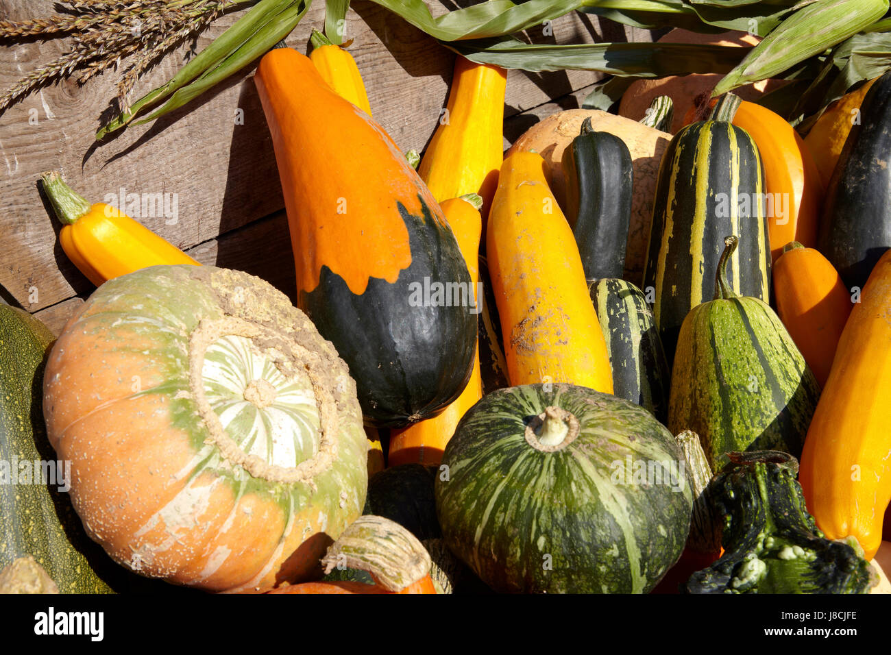 fruit, cucurbits, pumpkin, cucurbit, umpteen, many, sell, green, fruit ...
