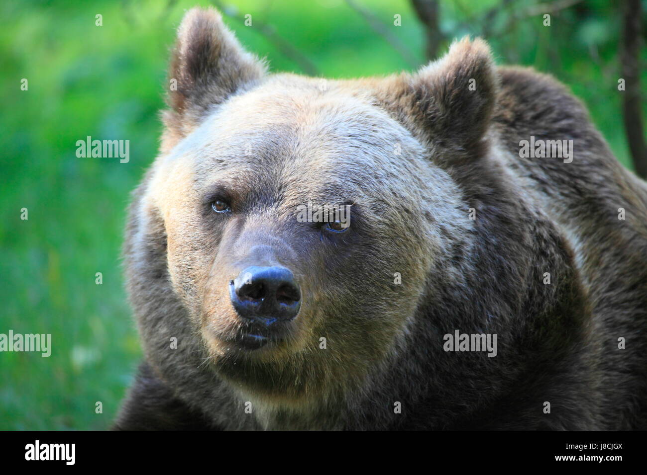 mammal, bear, portrait, predator, bears, big, large, enormous, extreme ...