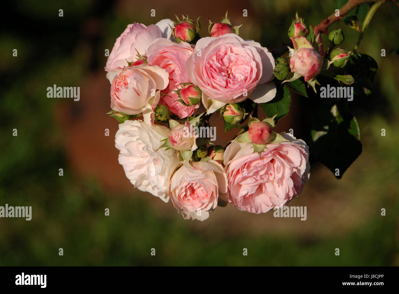 garden, plant, flower, rose, bloom, blossom, flourish, flourishing ...