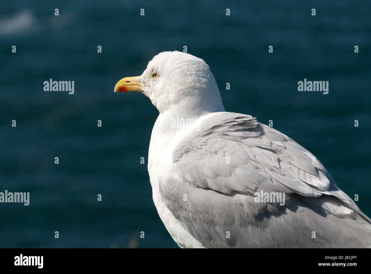 environment, enviroment, bird, salt water, sea, ocean, water, cornwall ...