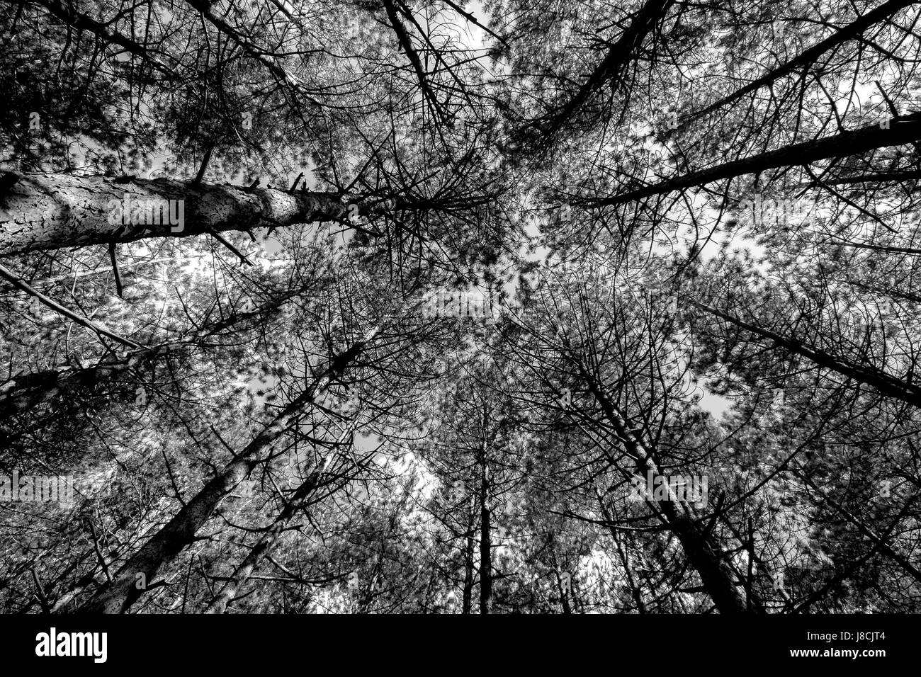 A wide angle view of trees from below, with branches creating textures ...
