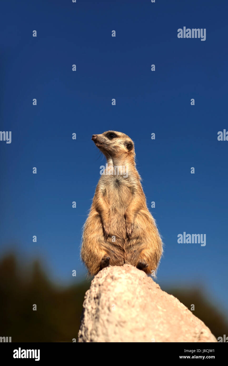 entertainment, animal, mammal, africa, witty, meerkat, meerkats ...