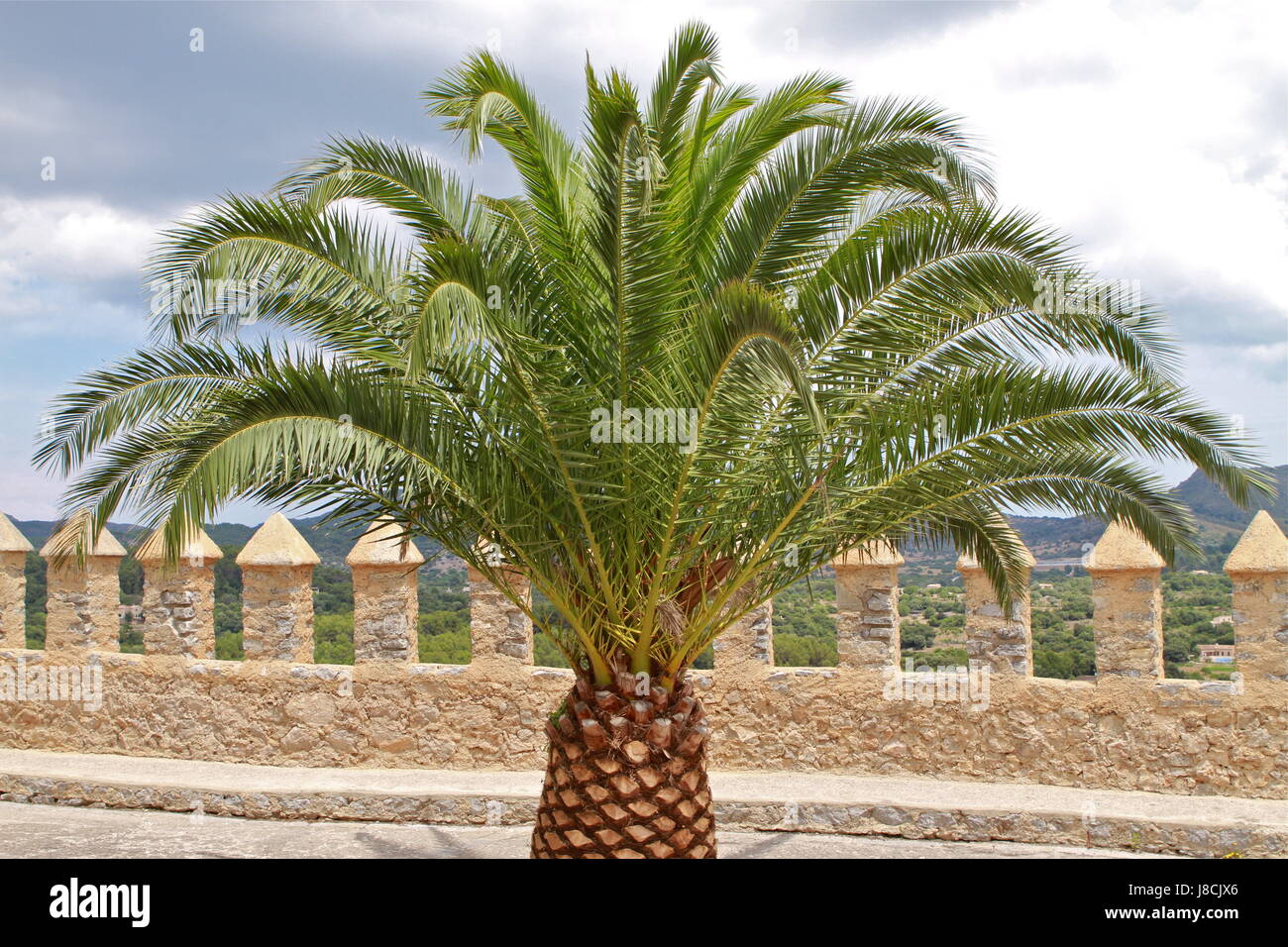 Fruitful palm tree hi-res stock photography and images - Alamy