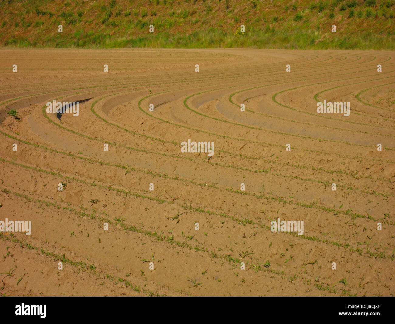field, acre, market garden, furrows, farmland, crumb, plant, green ...