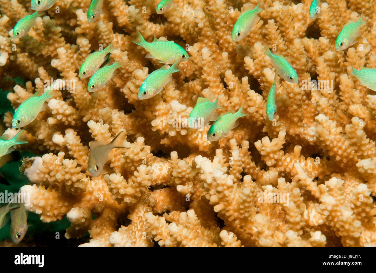 Harsh fish underwater fish pisces hi-res stock photography and images ...