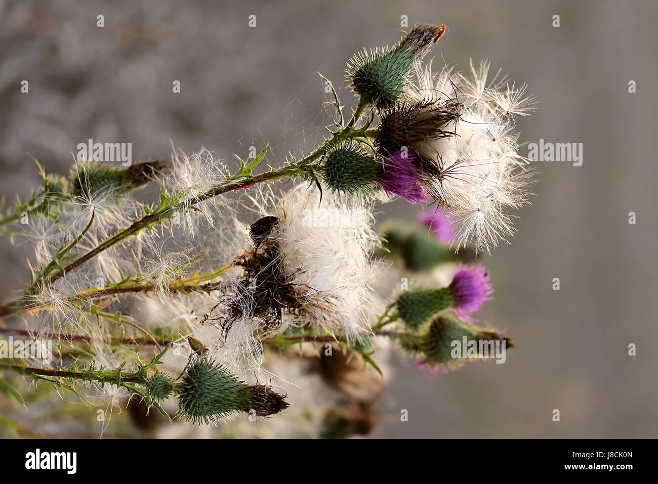 summer, summerly, acre, withers, plant, summer, summerly, acre, withers ...