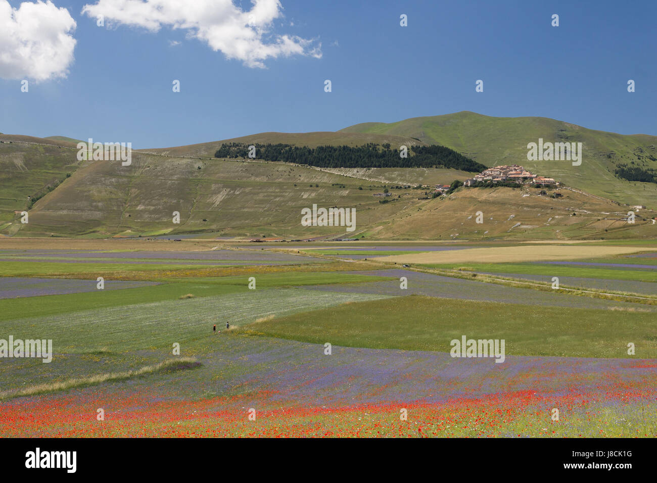 Flower fields at Castelluccio di Norcia, with some very distant people ...