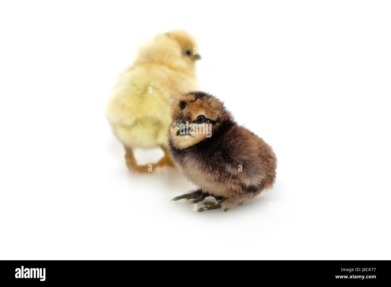 small, tiny, little, short, chick, chicken, awkward, cute, small, tiny ...