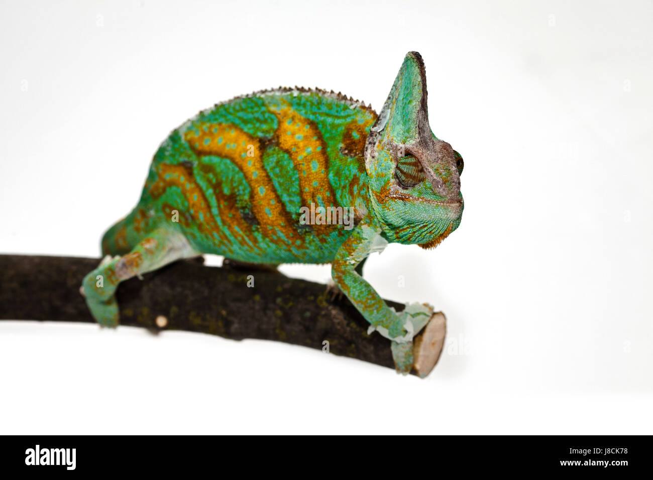 eye, organ, reptiles, chameleon, squint, head, fodder, animal, pet ...