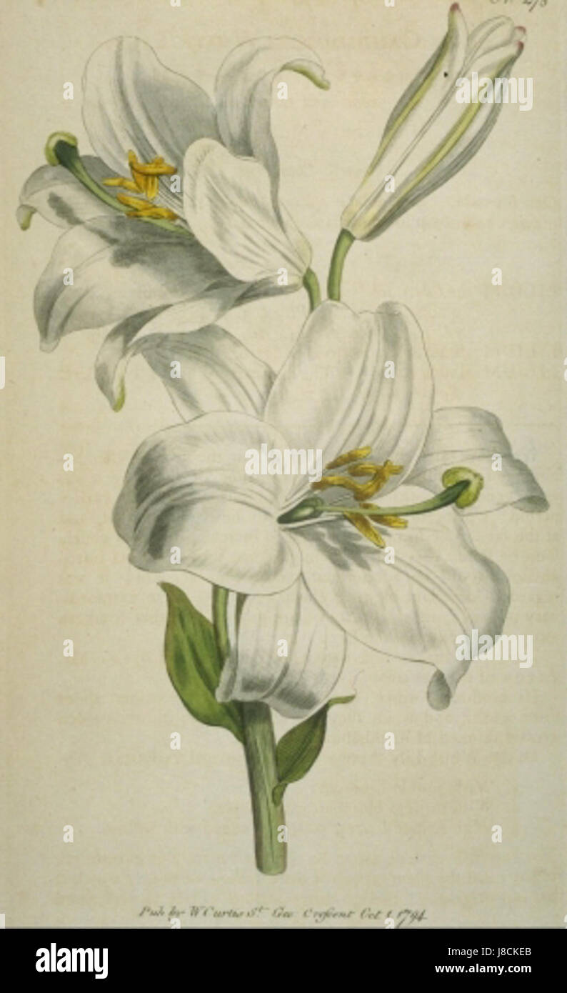 Lilium candidum madonna lily hi-res stock photography and images - Alamy