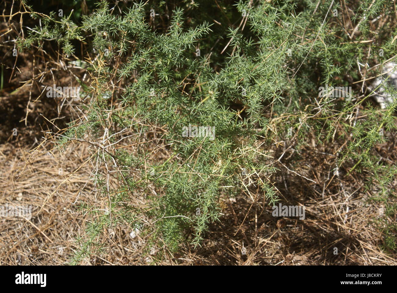 Spargelpflanze hi-res stock photography and images - Alamy