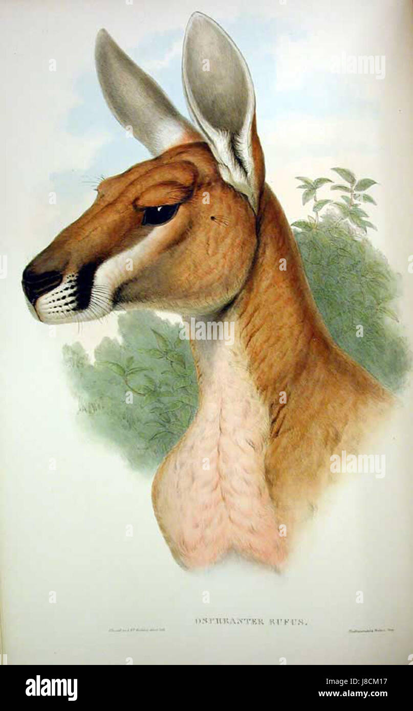 Macropus rufus Gould Stock Photo - Alamy