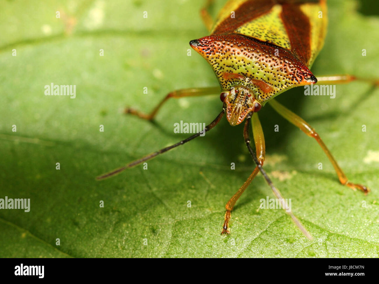 bug, eye, organ, bug, vein, joint, triangular, tab, indentation, facet ...