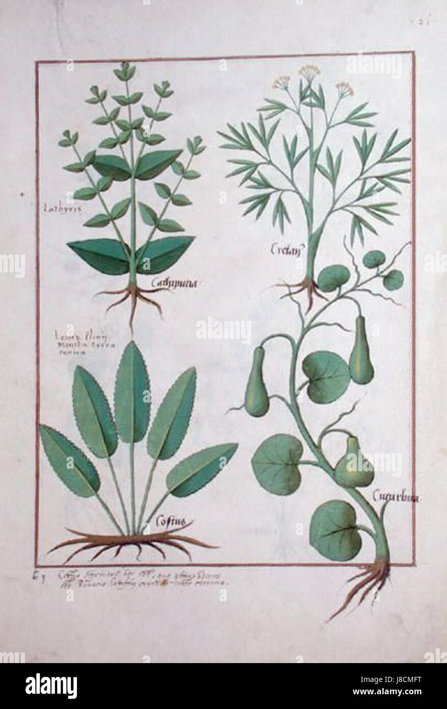 Matthaeus Platearius was a medieval physician known for his writings on ...