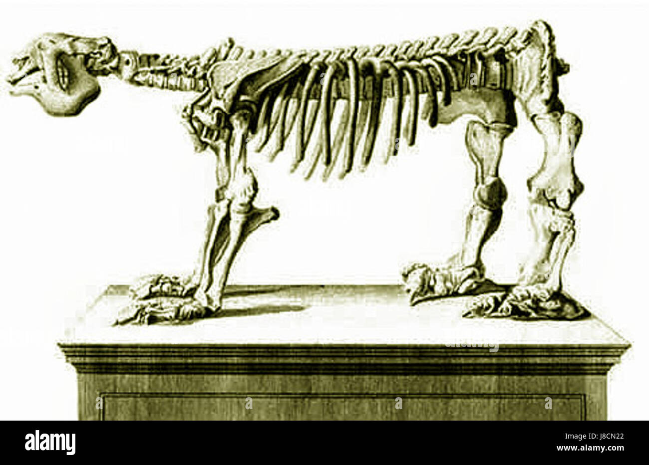 This image depicts a skeleton of Megatherium, an extinct genus of giant ...