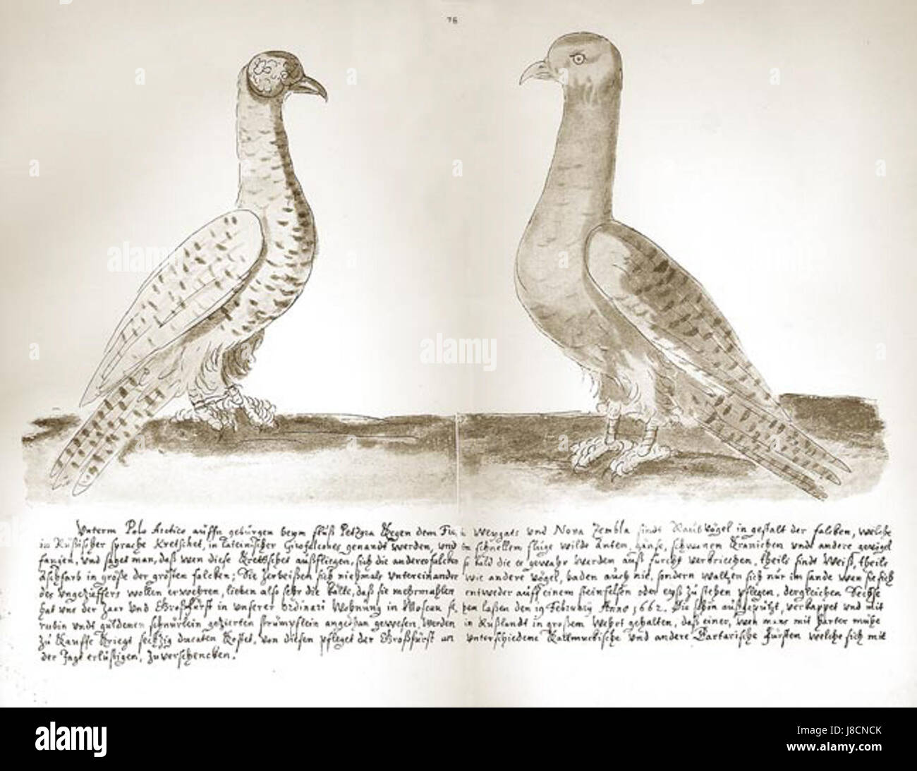 Drawing of the gyrfalcons hi-res stock photography and images - Alamy