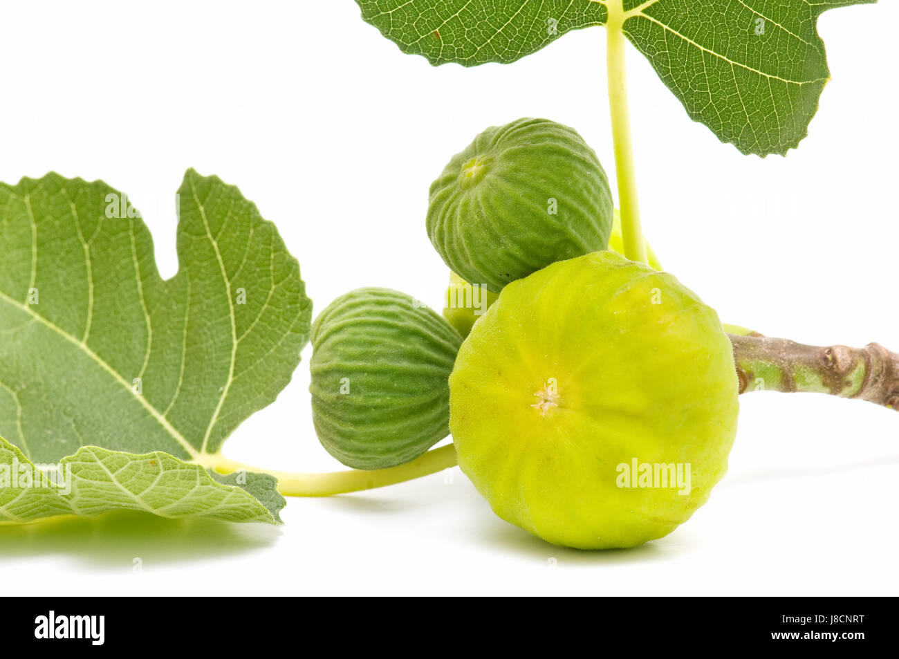 agriculture, farming, progenies, fruits, fig, figs, lawn, green, food ...