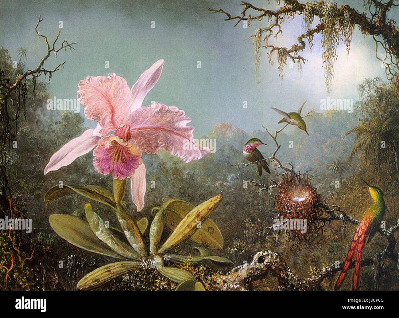 Martin Johnson Heade Cattelya Orchid and Three Brazilian Hummingbirds ...