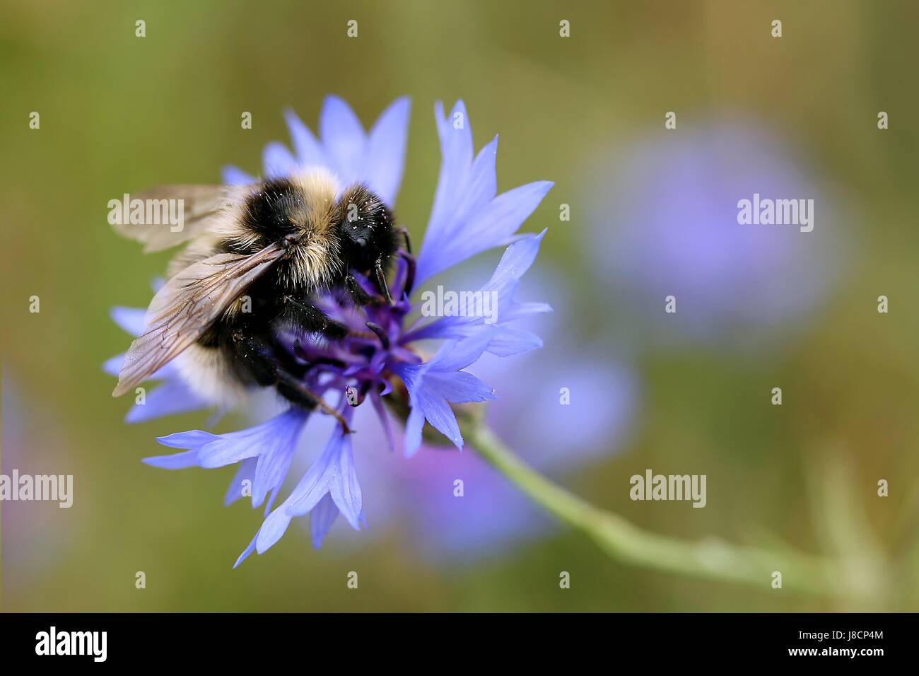blue, animal, insect, bumblebee, meadow, bee, cornflower, blue, animal ...
