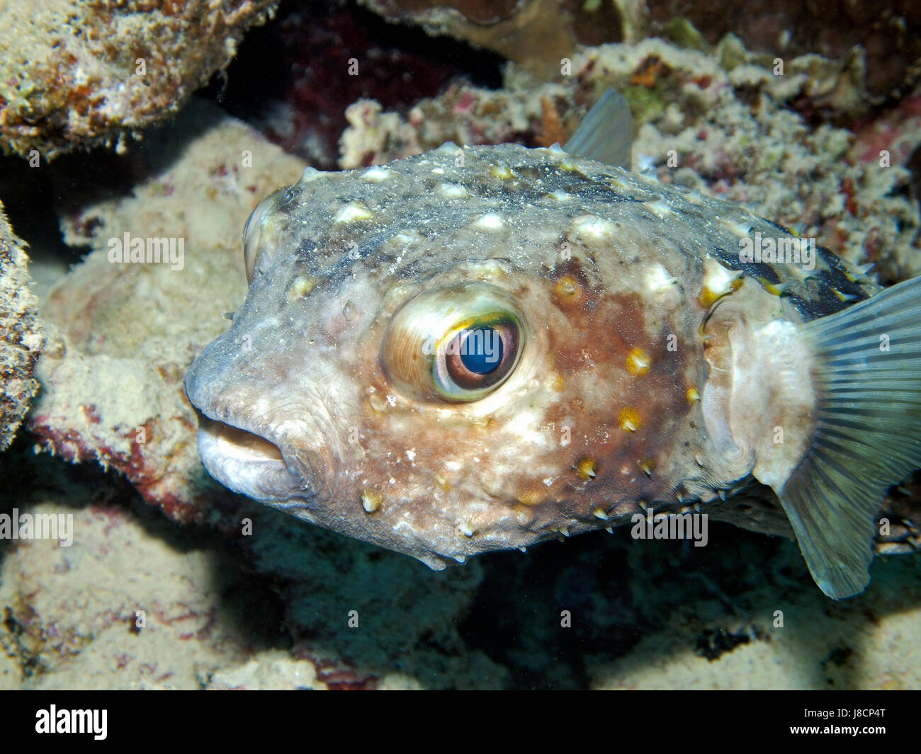 portrait, fish, underwater, dive, toxic, poisonous, igelfisch Stock ...