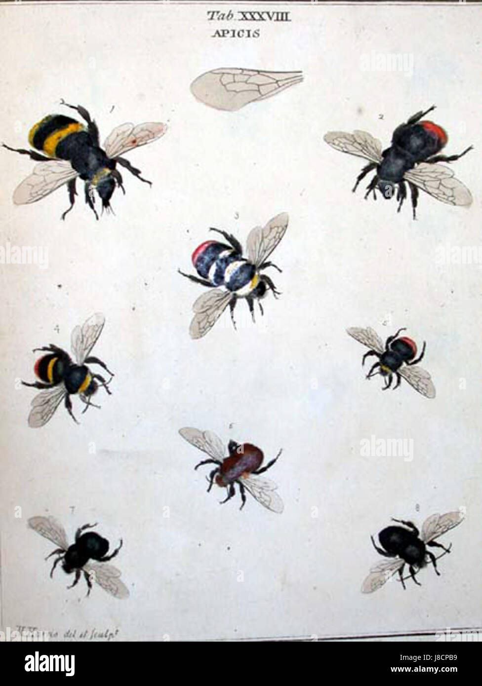 Moses Harris was a notable 18th-century entomologist and illustrator ...