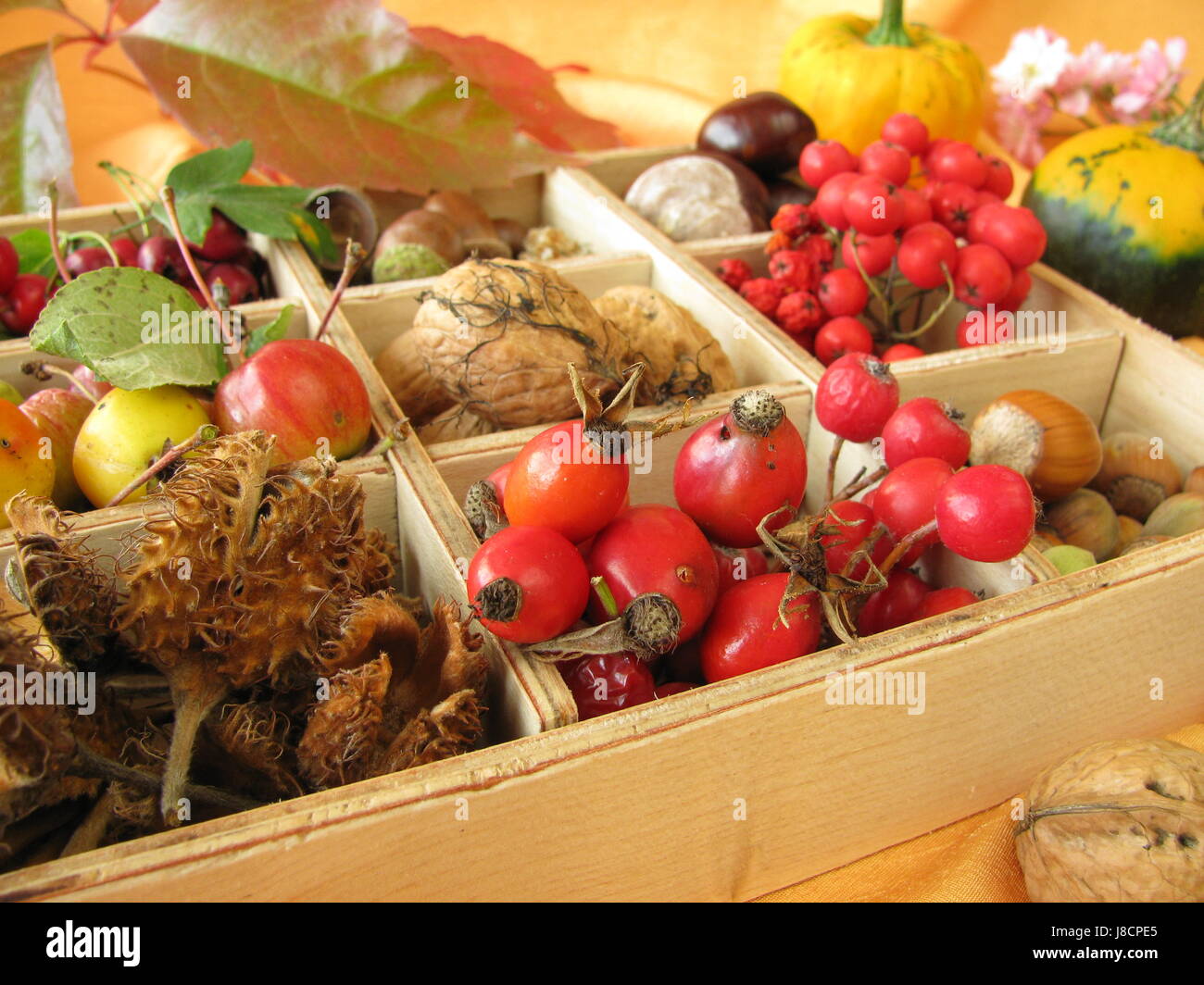 haws, chestnuts, walnuts, letter case, fall, autumn, wood, coloured ...