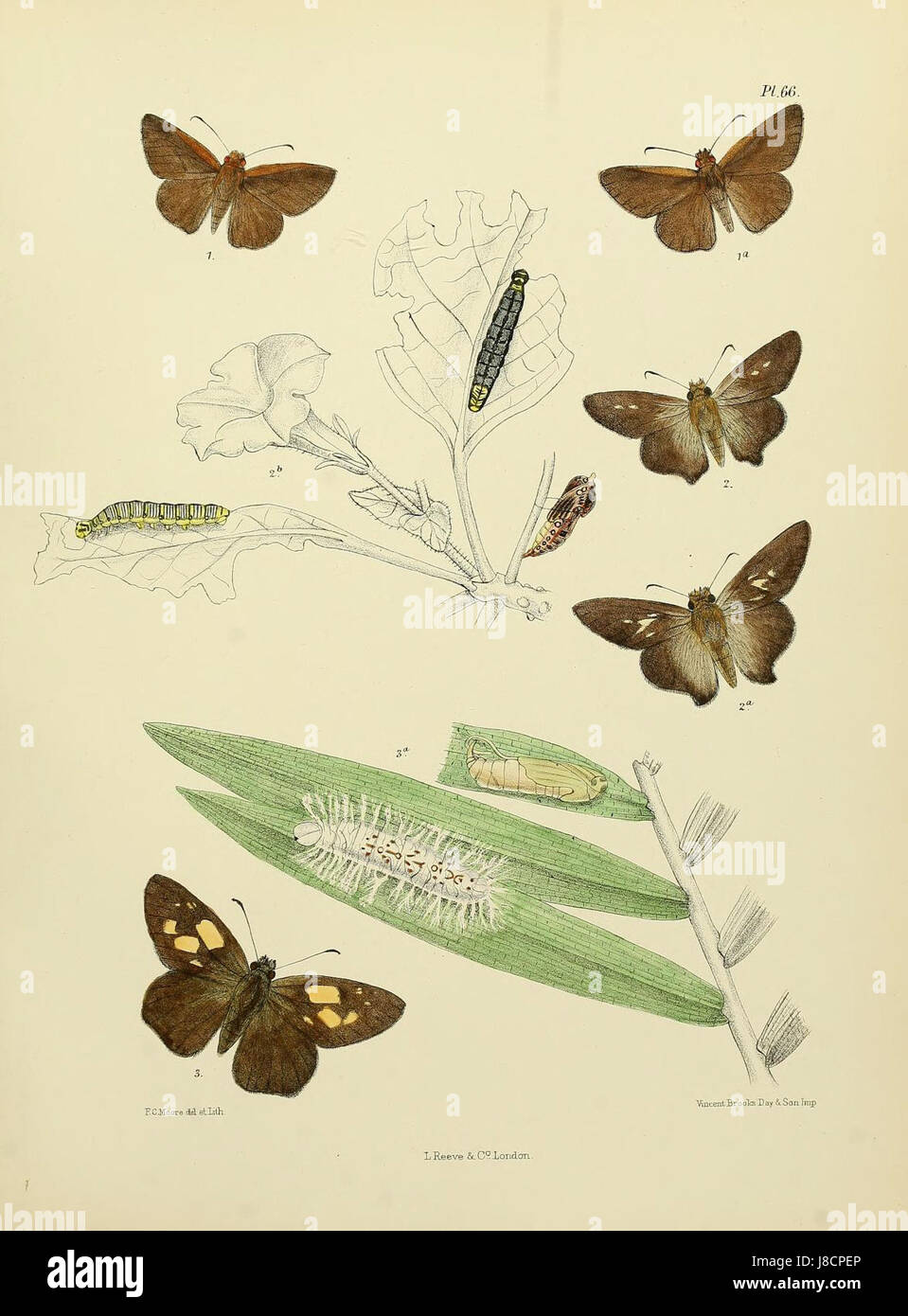 MooreThe Lepidoptera of CeylonPlate66 Stock Photo - Alamy