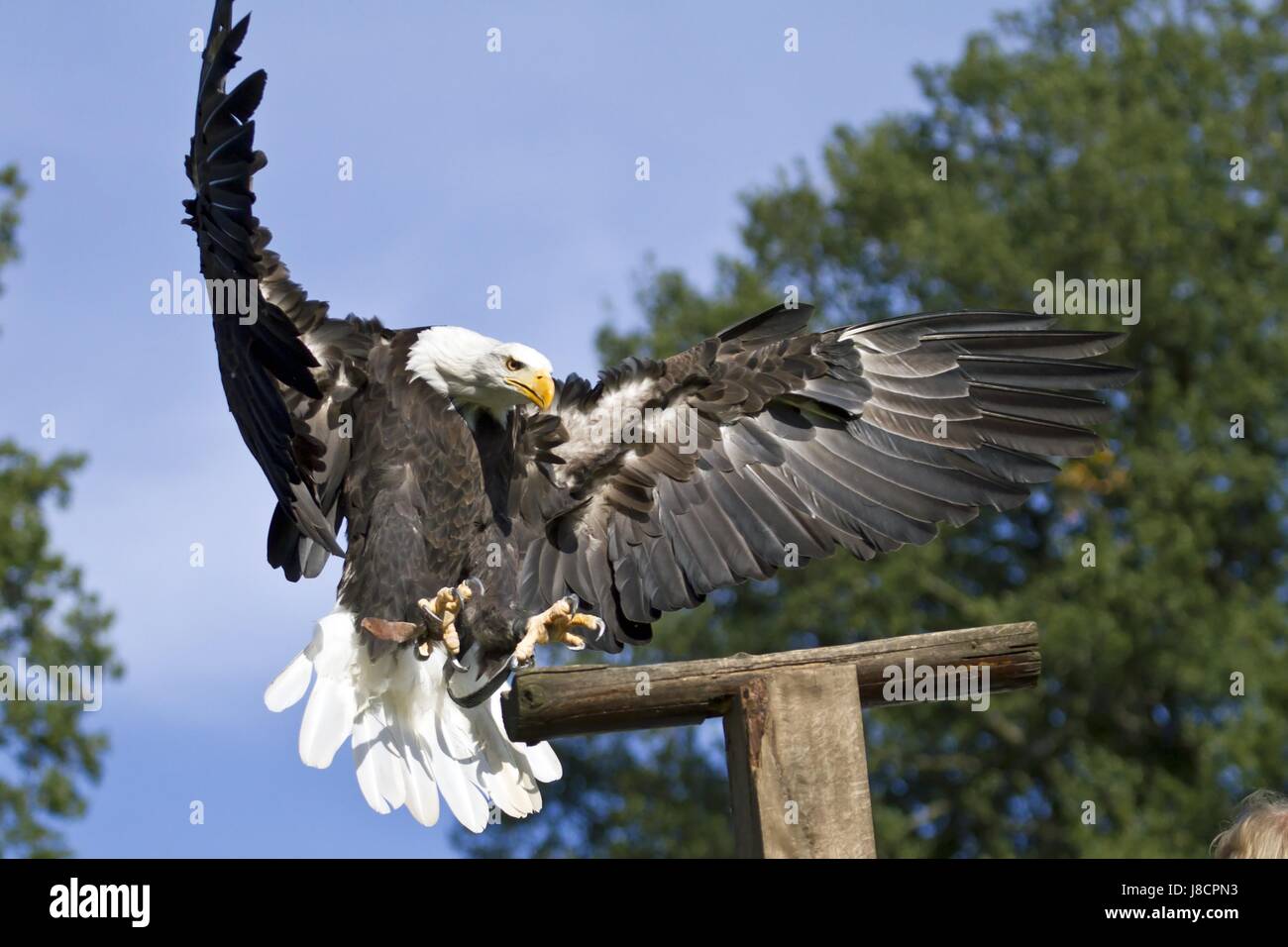 flight, birds of prey, raptor, eagle, flight, animal, bird, fauna ...