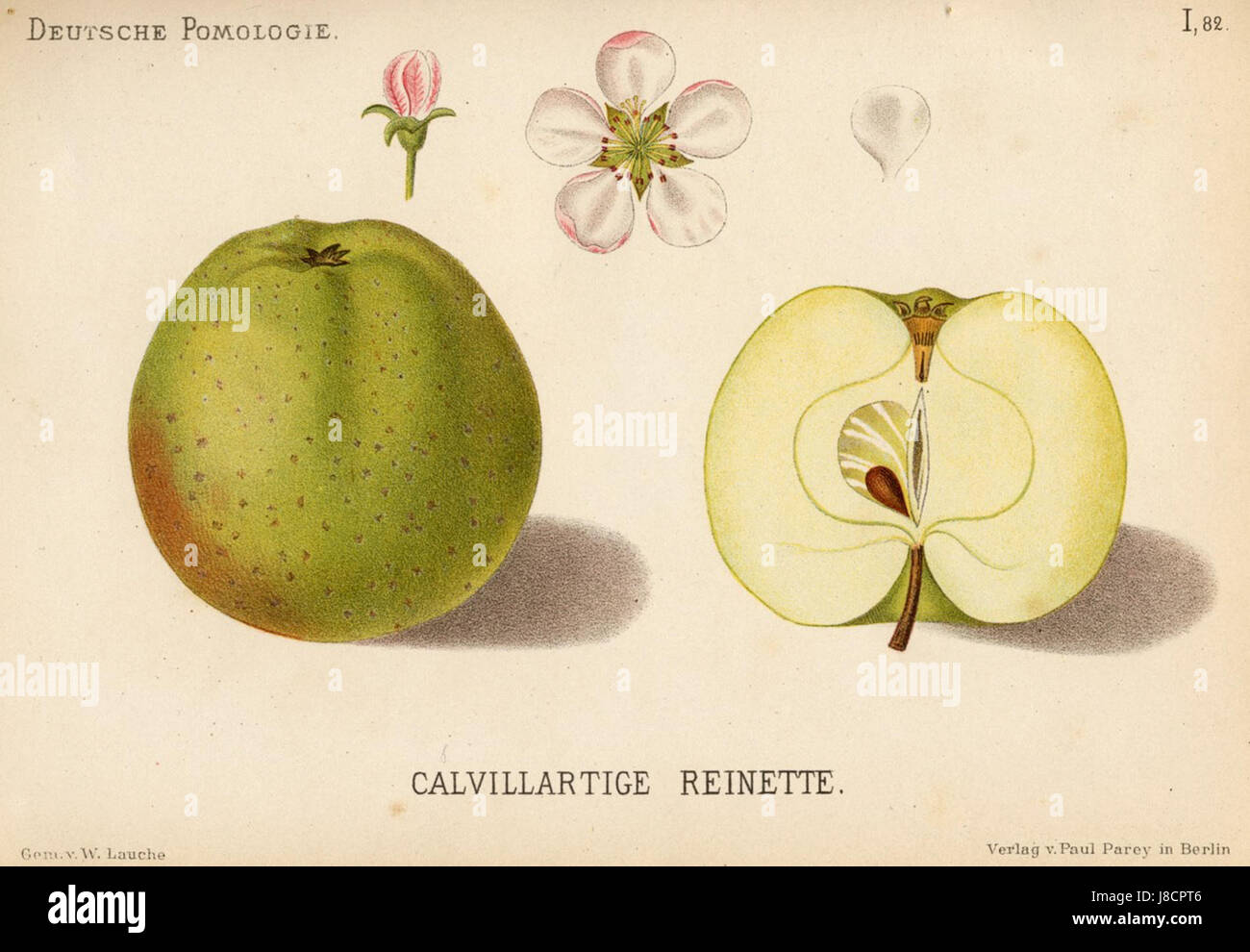A historical work on German pomology, focusing on apple cultivation ...