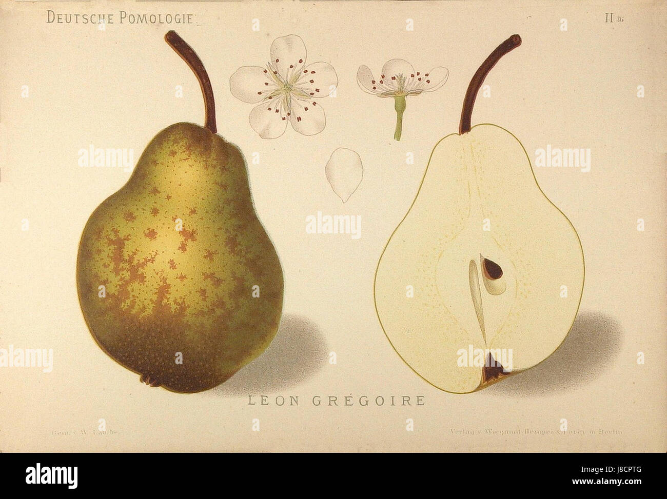 Work details tree species hi-res stock photography and images - Alamy