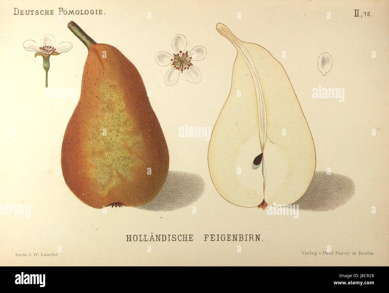 Pear tree exploration hi-res stock photography and images - Alamy