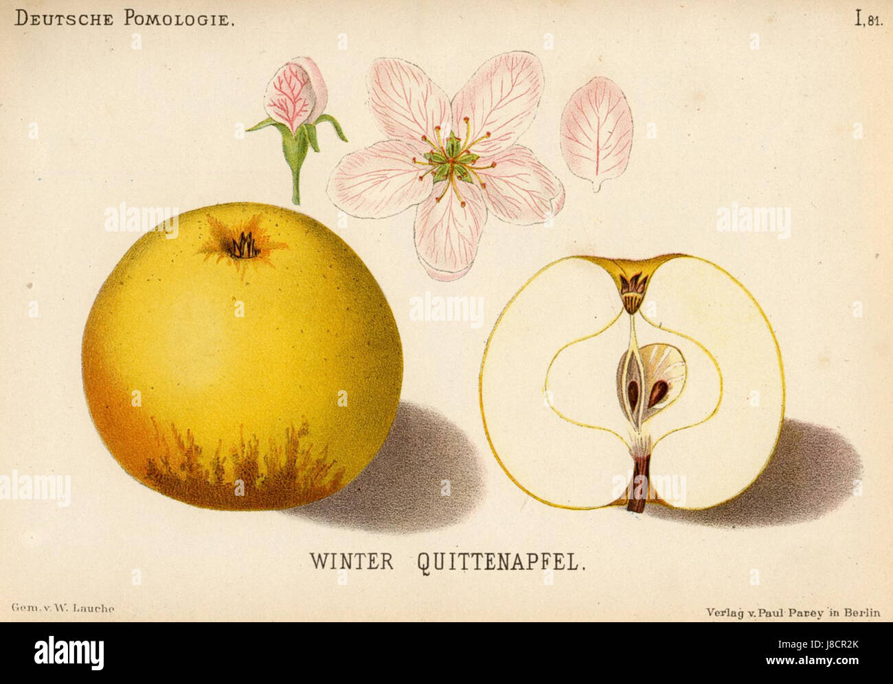 *Deutsche Pomologie* is a German work on the study of apples, with this ...