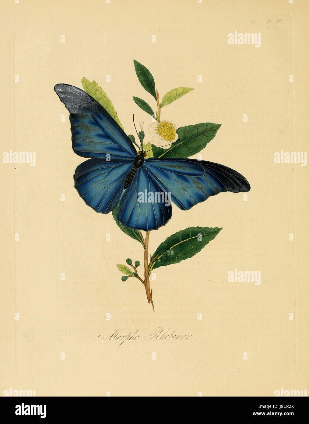 This illustration from Donovan's 'Insects of China' published in 1838 ...