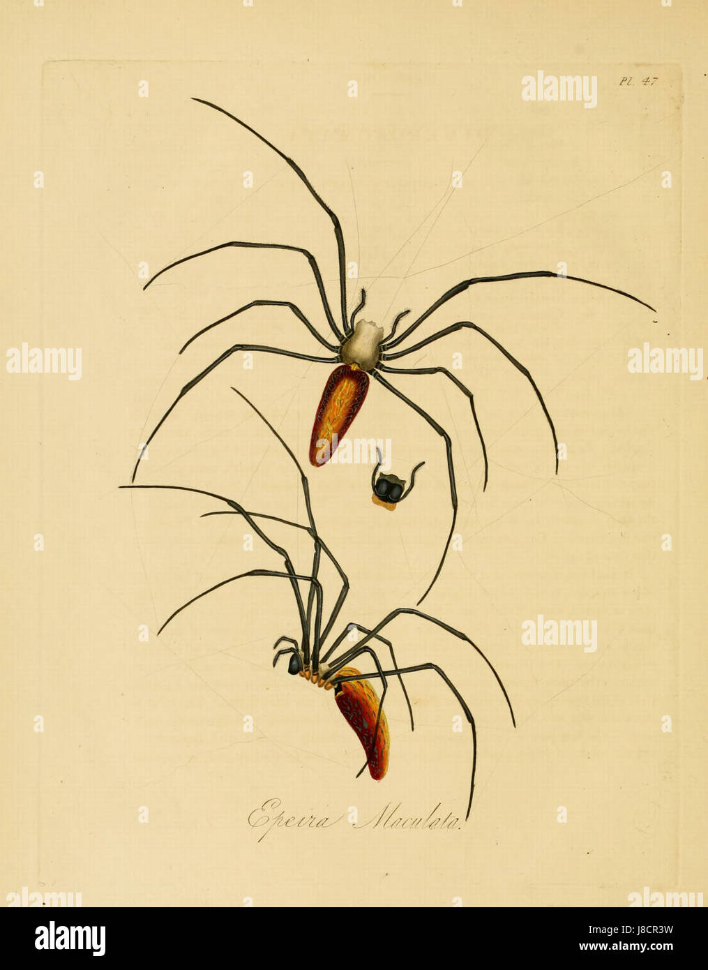 Donovan Insects of China, 1838 pl 47 Stock Photo - Alamy